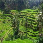 A Day Trip to Tukad Cepung & Rice Terrace - In-Depth Look at the Itinerary