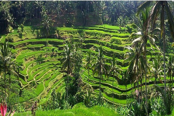 A Day Trip to Tukad Cepung & Rice Terrace - In-Depth Look at the Itinerary