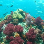 A Koh Lipe Snorkeling Tour - What’s Included and What’s Not