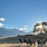 A Rutin' Good Time; Elk Tour in Rocky Mountain National Park - Pros and Cons