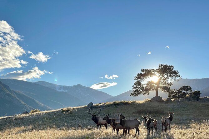 A Rutin' Good Time; Elk Tour in Rocky Mountain National Park - Pros and Cons