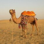 A Two Night Excursion To Jaisalmer From Jodhpur By Private Transfer - The Dunes and the Camel Ride