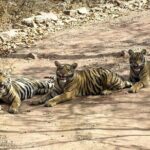 A Two Night Ranthambore National Park From Jaipur By Private Transfer - The Heart of the Tour: Jungle Safaris