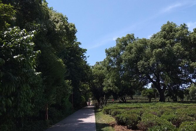 A Visit To Zen Buddhist Temple & A Taste Of Chinese Tea - What Travelers Say About This Tour