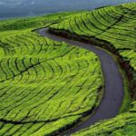 Active Volcano, Rice Field, Hot Spring, Fruit market, Tea Plantation with Lunch - Authenticity and Family-Friendly Fun