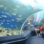 Admission Ticket to Underwater World Pattaya with Return Transfer - The Itinerary in Detail