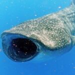 Adventure and Snorkel with the Whale Shark departing from Cancun - Why This Tour Stands Out
