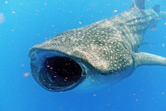 Adventure and Snorkel with the Whale Shark departing from Cancun - Why This Tour Stands Out
