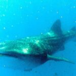 Adventure and Snorkel with the Whale Shark From Playa del Carmen - The Value – Does It Match the Price?