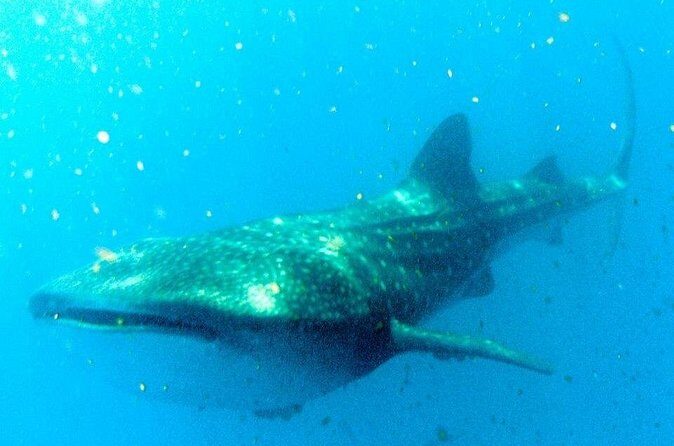 Adventure and Snorkel with the Whale Shark From Playa del Carmen - The Value – Does It Match the Price?