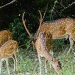 Adventure Sri Lanka ( 5N/6D) - Pricing and Value Analysis