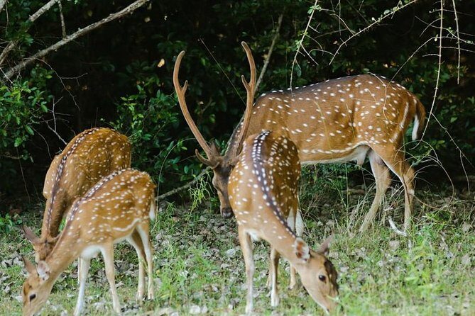 Adventure Sri Lanka ( 5N/6D) - Pricing and Value Analysis