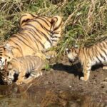 Adventures Ranthambore Wildlife Safari Tour from Delhi with Safari Rides - The Overall Experience