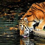 Adventures Ranthambore Wildlife Safari Tour from Delhi with Safari Rides - What Travelers Can Expect