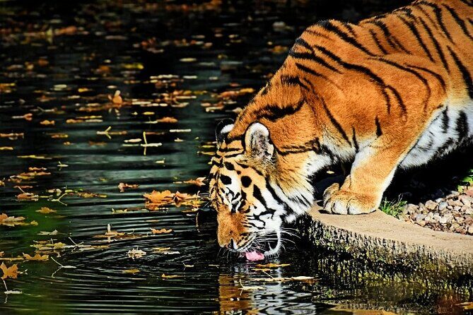 Adventures Ranthambore Wildlife Safari Tour from Delhi with Safari Rides - What Travelers Can Expect