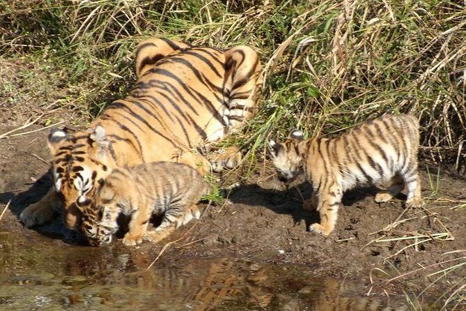 Adventures Ranthambore Wildlife Safari Tour from Delhi with Safari Rides - The Overall Experience