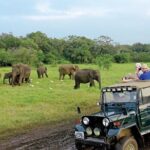 Afternoon Game Drive at Minneriya National Park from Polonnaruwa - Key Points