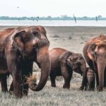 Afternoon Safari to Kaudulla National Park - Who Will Enjoy This Tour?