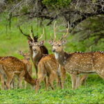 Afternoon Safari to Maduru Oya National Park - Detailed Breakdown of the Itinerary