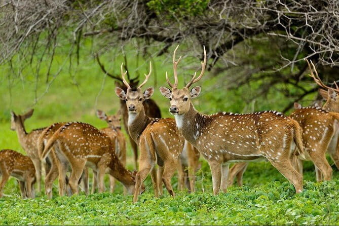 Afternoon Safari to Maduru Oya National Park - Detailed Breakdown of the Itinerary