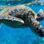 Afternoon Turtle Town Snorkel at Coral Gardens - The Value and Practical Aspects