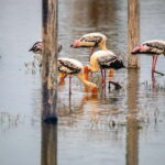 Agra Drop via Bharatpur & Fatehpur Sikri from Delhi - The Practical Side: Transportation and Logistics