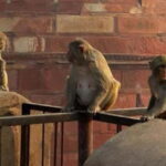 Agra: Monkey Safari Guided Walking Tour - Cost and Value: Is It Worth It?