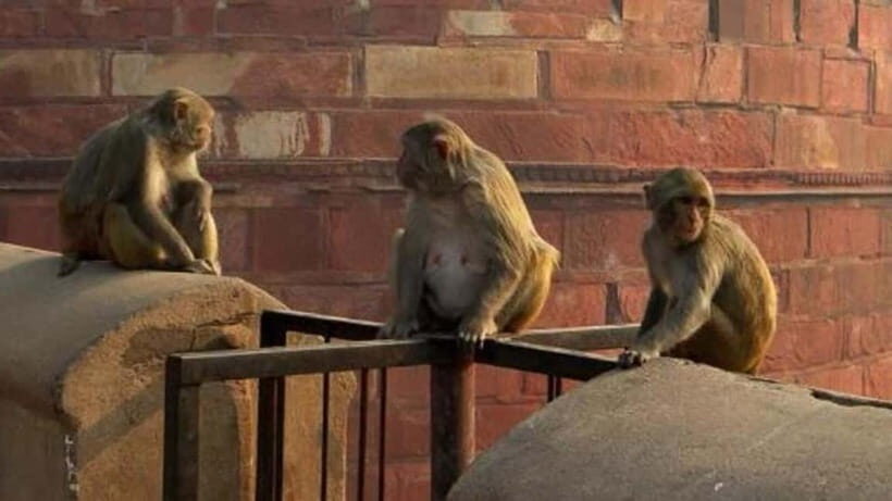 Agra: Monkey Safari Guided Walking Tour - Cost and Value: Is It Worth It?
