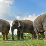 Agra: Taj Mahal, Agra Fort & Elephant Rescue Centre Tour - A Closer Look at the Tour Experience