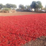 Agra To Bharatpur Same Day Tour with Fatehpur Sikri - Practical Considerations