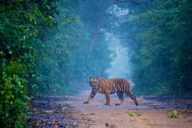 Ahmedabad to Jim Corbett: 3-Day Double Safari Wildlife Tour - Potential Drawbacks and Considerations
