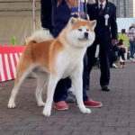 Akita: AKITA DOG DAY! A day tour by public transport - Authenticity and First-Hand Accounts