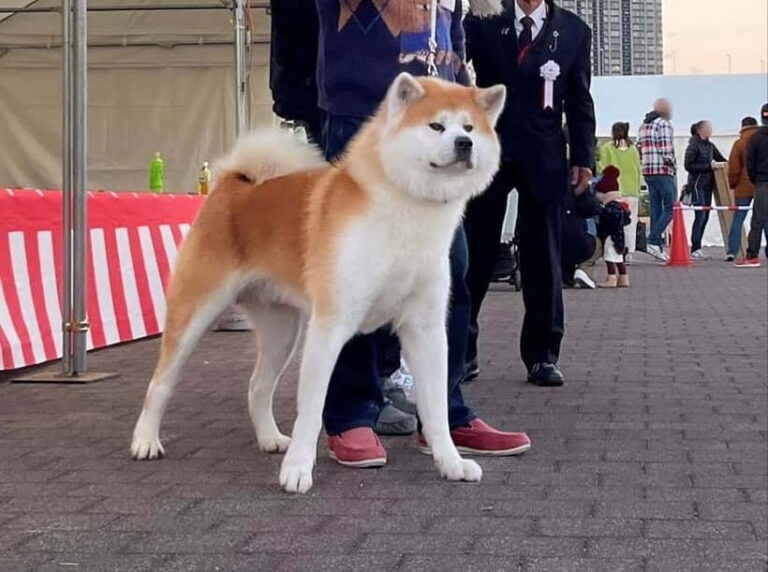 Akita: AKITA DOG DAY! A day tour by public transport - Authenticity and First-Hand Accounts