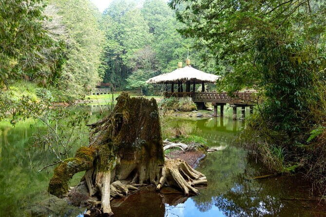 Alishan Join In Day Tour from Taichung (Incl. Park Entrance) - Why You’ll Love This Tour