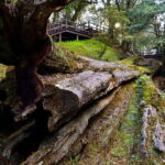 Alishan Private Day Tour from Taichung - A Breakdown of the Itinerary