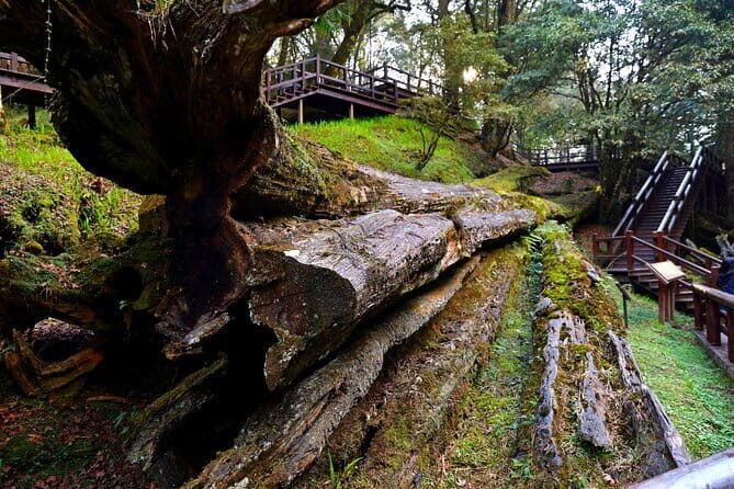 Alishan Private Day Tour from Taichung - A Breakdown of the Itinerary