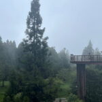 Alishan, Sun Moon Lake, Taichung Three Days Tour from Taipei - A Deep Dive into the Itinerary and Experiences