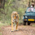 All Inclusive : 5 Days Golden Triangle with Ranthambore Safari - What Travelers Are Saying (Based on the Limited Reviews)