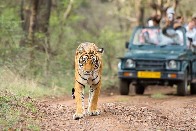 All Inclusive : 5 Days Golden Triangle with Ranthambore Safari - What Travelers Are Saying (Based on the Limited Reviews)