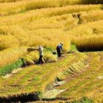 All Inclusive 5 Nights Bhutan Tour Package - Exploring Punakha: The Old Capital and Fertility Temple