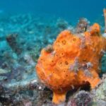 All Inclusive: Bali Snorkeling at Blue Lagoon and Tanjung Jepun - The Real Value: Why This Tour Works