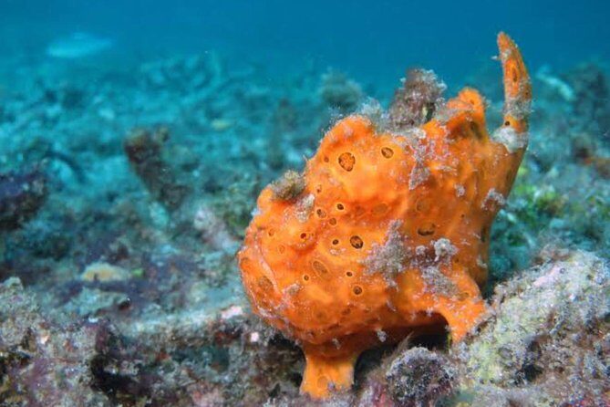 All Inclusive: Bali Snorkeling at Blue Lagoon and Tanjung Jepun - The Real Value: Why This Tour Works