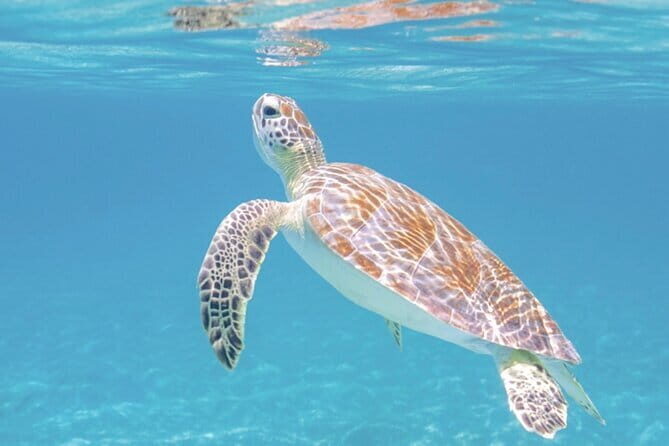 All Inclusive Blue Lagoon Snorkeling combine Ubud River Rafting - Introducing the Tour: A Balance of Relaxation and Adventure