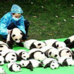 All Inclusive Chengdu Giant Panada Base Private Day Tour from Guangzhou by Air - Analyzing the Value: Is It Worth It?