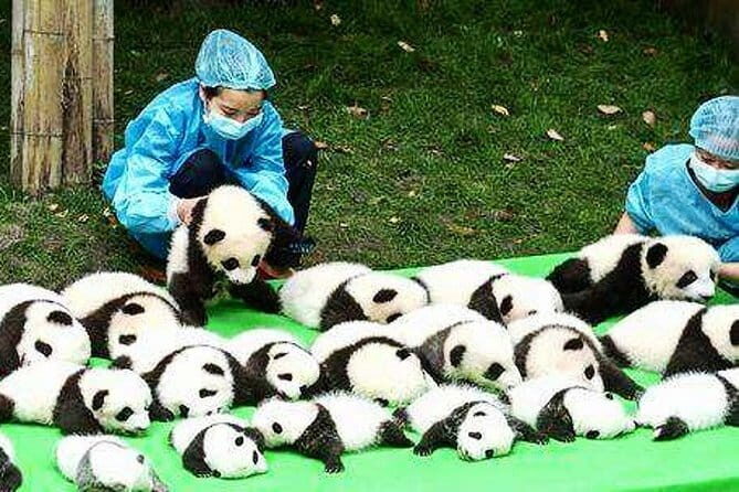 All Inclusive Chengdu Giant Panada Base Private Day Tour from Guangzhou by Air - Analyzing the Value: Is It Worth It?