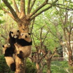 All-Inclusive Chengdu Highlight Panda Trip and Customizable Sites - Who Should Consider This Tour?