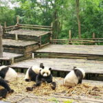 All-Inclusive Chengdu Private Tour of Panda Base and Optional Sightseeing - After the Panda Base: Your Afternoon Options