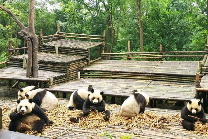 All-Inclusive Chengdu Private Tour of Panda Base and Optional Sightseeing - After the Panda Base: Your Afternoon Options