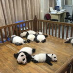 All-Inclusive: Customizable Giant Panda Private Day Trip in Chengdu - Deep Dive into Flight, Timing, and Value