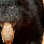 All inclusive Guided Safari in Wilpattu, from Colombo & Negombo. - The Long Day: Pros and Cons